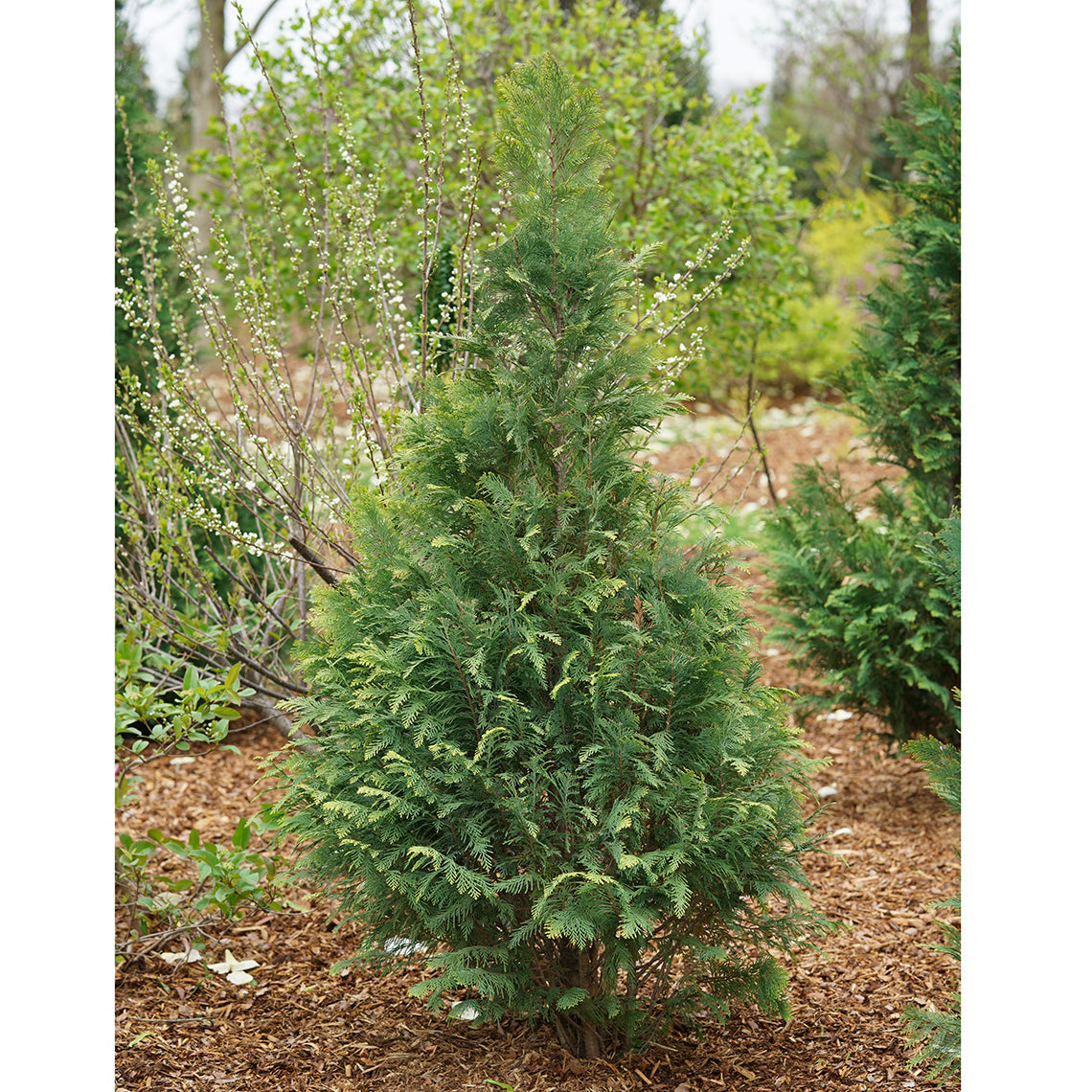 Pinpoint Blue False Cypress