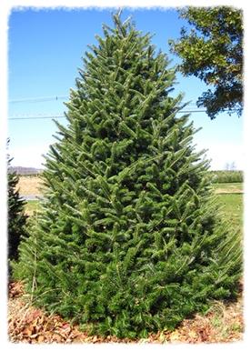 Fir – A.J.'s Evergreen Nursery