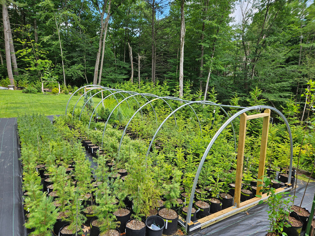 Trees, Shrubs, and Privacy Plants from a Trusted Grower in Westminster ...
