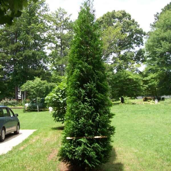 Trees, Shrubs, and Privacy Plants from a Trusted Grower in Westminster ...